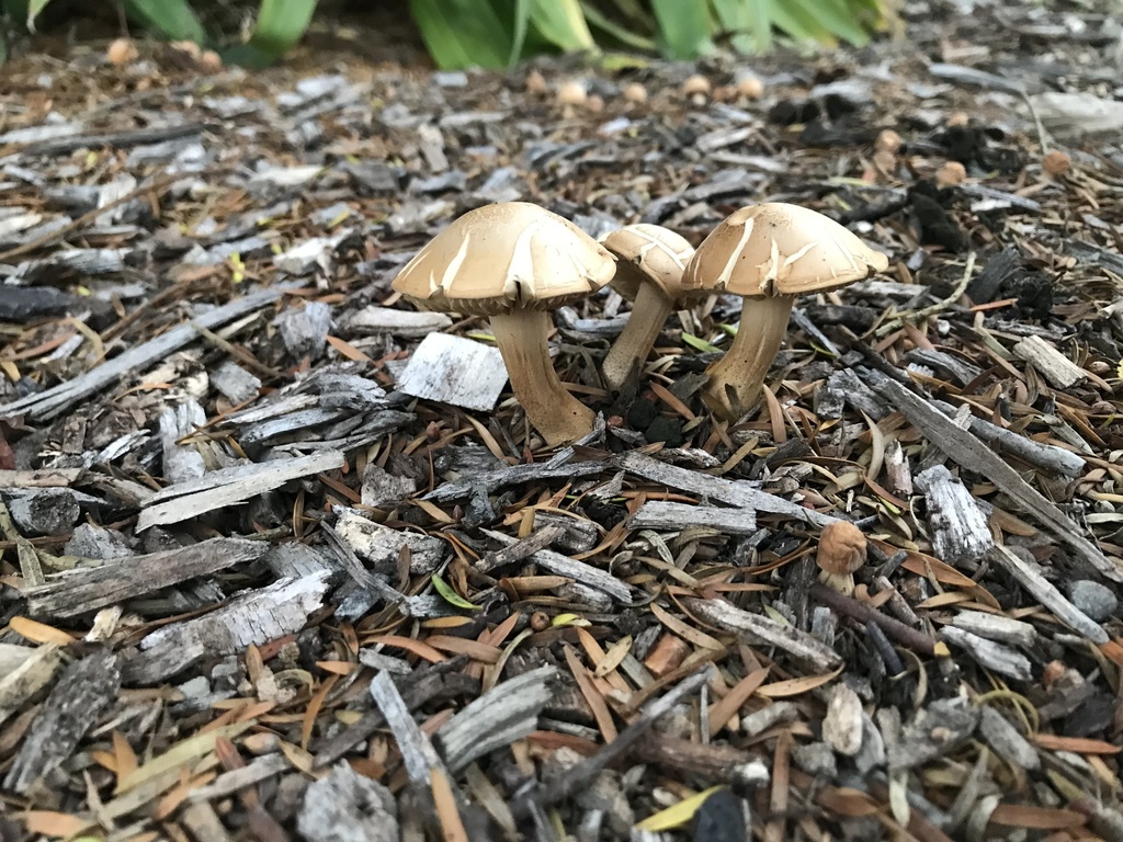 Mulch Fieldcap from UC Warehouse, Christchurch, Canterbury, NZ on April ...