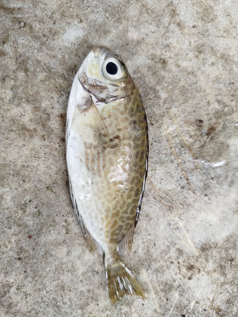 Scribbled Rabbitfish from X628+M7M, Mati, Davao Oriental, Philippines ...
