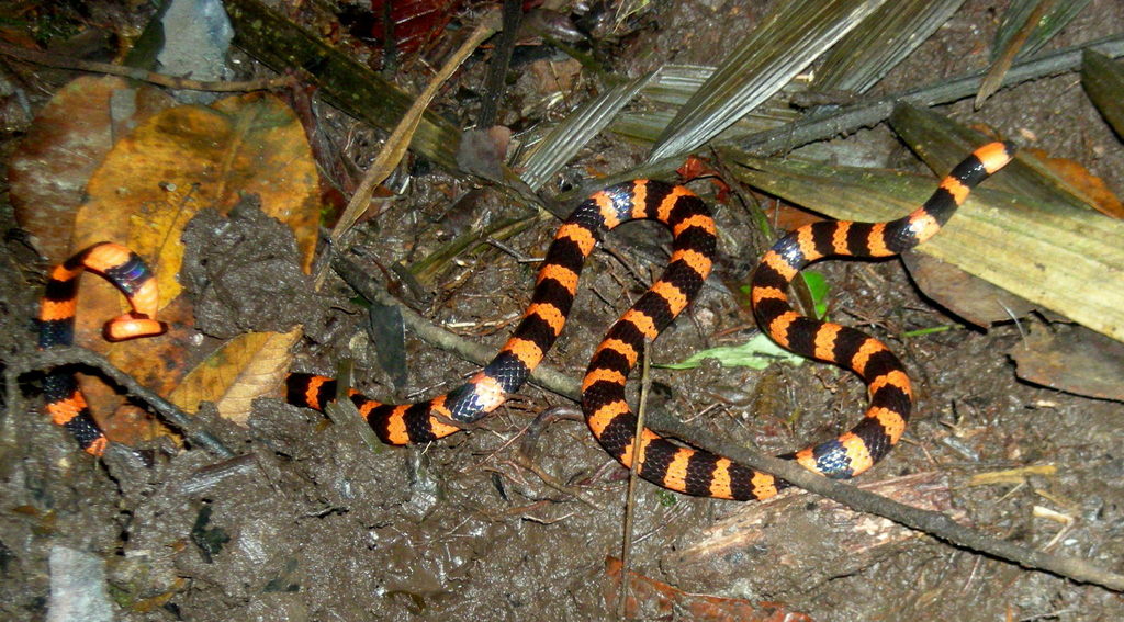 Many-banded Coral Snake (Costa Rica Amphibians and Reptiles) · iNaturalist