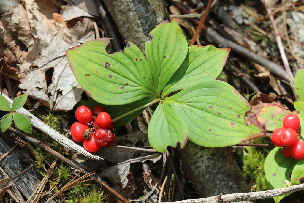 Canadian bunchberry from Hancock, Maine, United States on August 24 ...