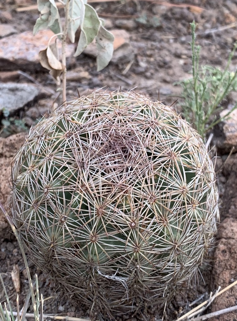 Echinomastus intertextus intertextus from Fort Davis, TX, US on August ...