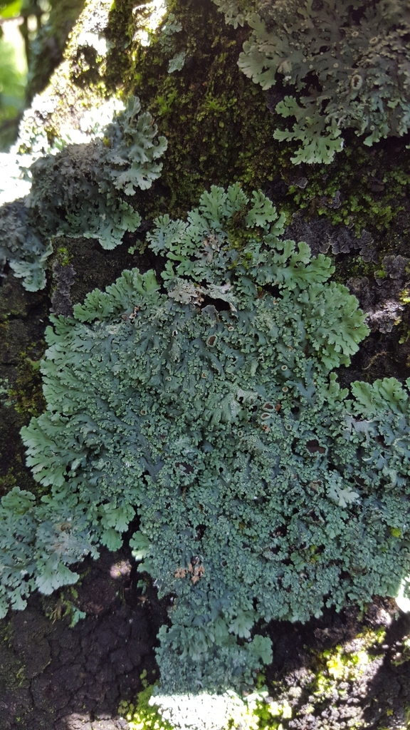 Cupped Fringe Lichen from Acuitzio, Mich., México on August 16, 2019 at ...