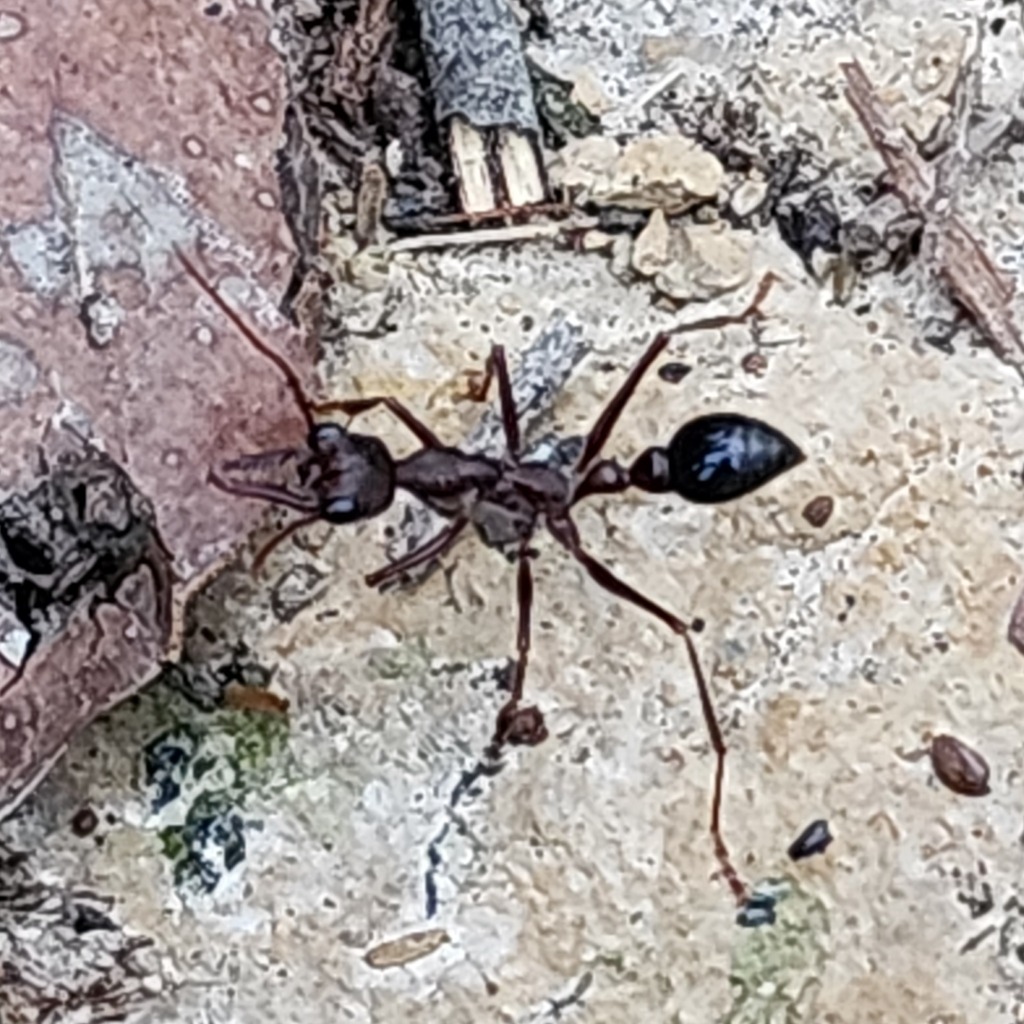 Inchman Ant from Officer VIC 3809, Australia on April 26, 2025 at 05:33 ...