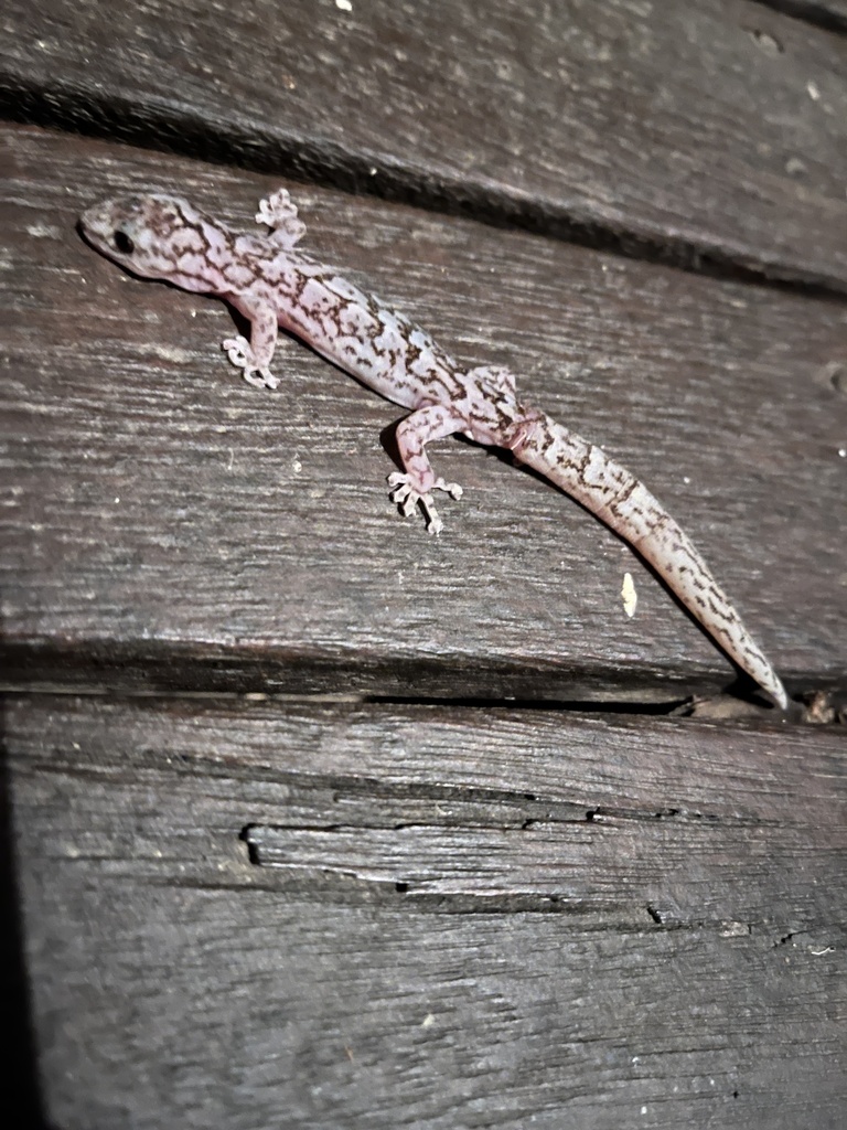 Southern Marbled Gecko from Gaaschs Rd, Harcourt, VIC, AU on April 26 ...