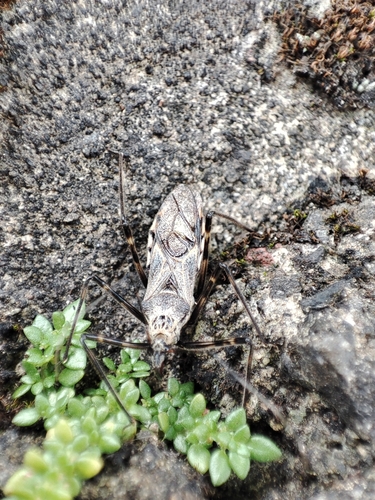 Sycanus aurantiacus · iNaturalist