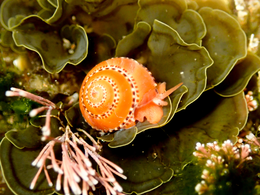 Philippia lutea from Bateau Bay Beach, NSW, Australia on April 26, 2025 at 01:28 PM by Felix ...