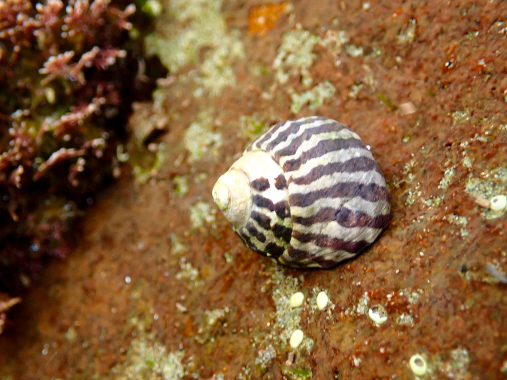 Zebra Top Snail from Bateau Bay Beach, NSW, Australia on April 26, 2025 ...