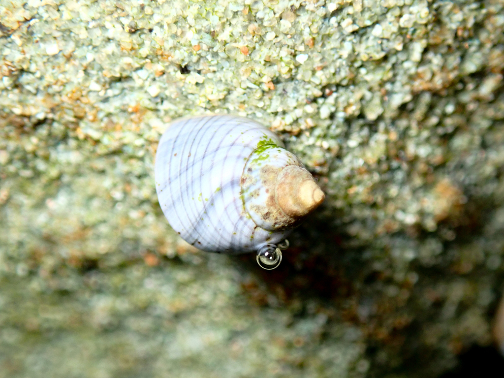Little Blue Periwinkle from Bateau Bay Beach, NSW, Australia on April ...