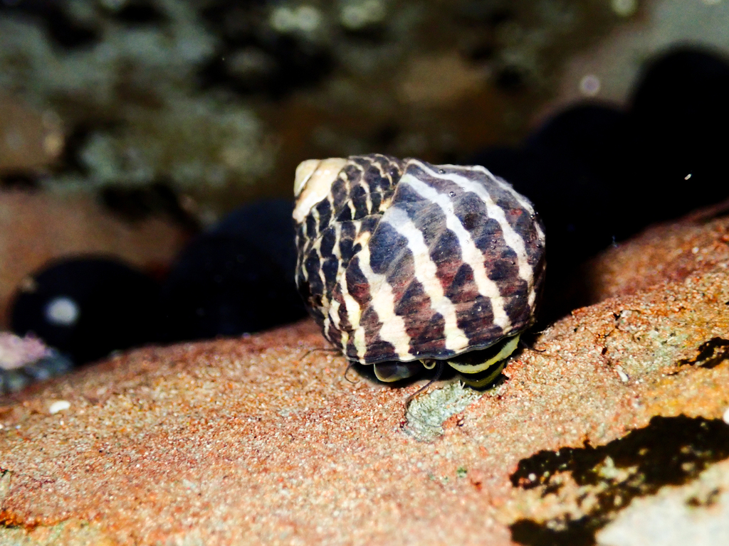 Zebra Top Snail from Bateau Bay Beach, NSW, Australia on April 26, 2025 ...