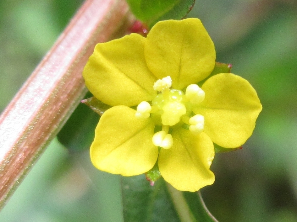 Creeping Water Primrose (Ludwigia prostrata) - Botanical Realm