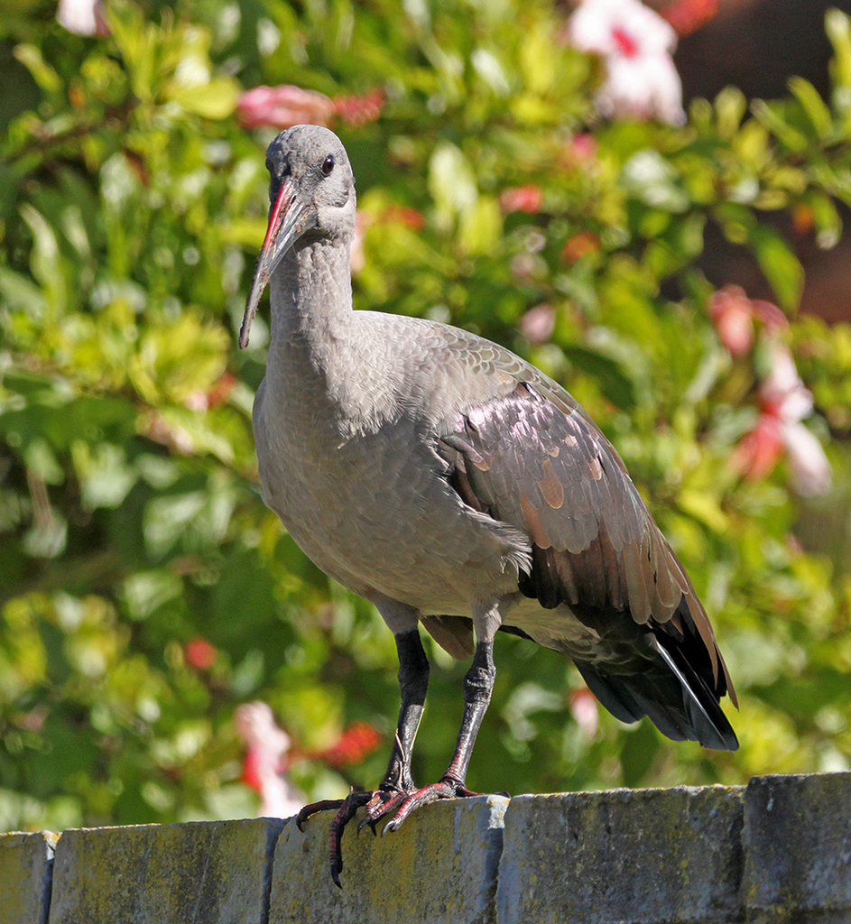 Southern Hadada Ibis from The Island, Sedgefield, 6573, South Africa on ...