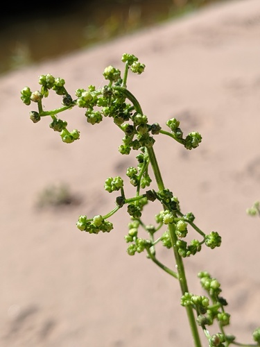 maple-leaved goosefoot complex (Complex Chenopodiastrum simplex ...
