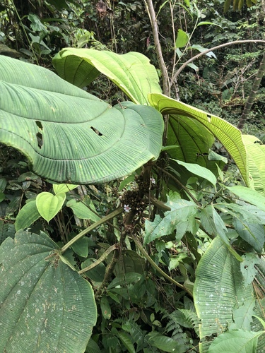 Blakea megaphylla · iNaturalist