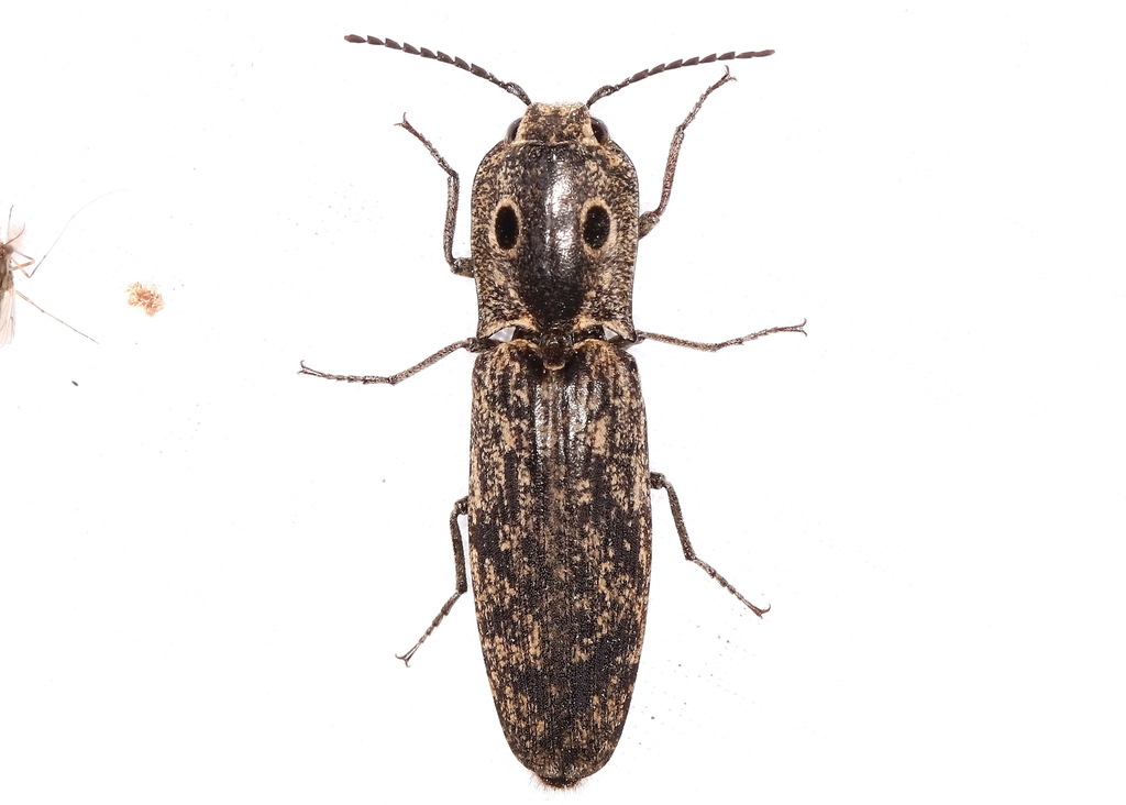 Small-eyed Click Beetle from Lake Hawkins, Texas 75765 on April 25 ...