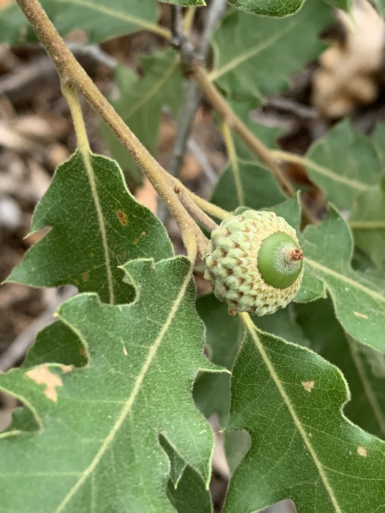 Wavyleaf Oak (Quercus × undulata) - Botanical Realm