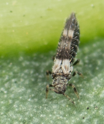 (Caliothrips)