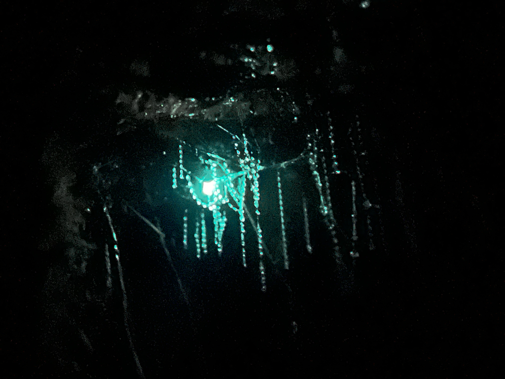 Southern Queensland Glow Worm from Twin Falls Cct, Springbrook, QLD, AU ...