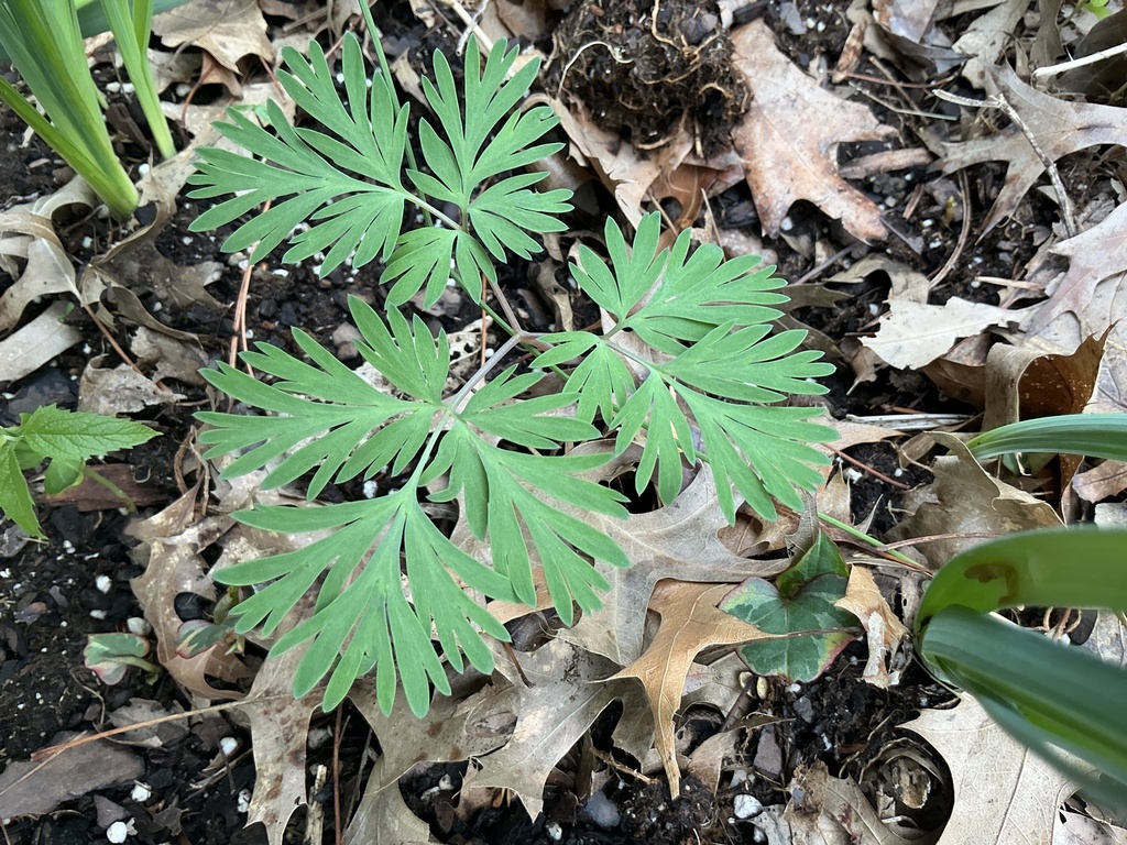 Dutchman's breeches from New Salem Overlook, Clermont, IN, US on April ...