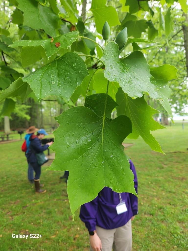 tulip tree from Mason Neck, VA 22079, USA on April 26, 2025 at 09:02 AM ...