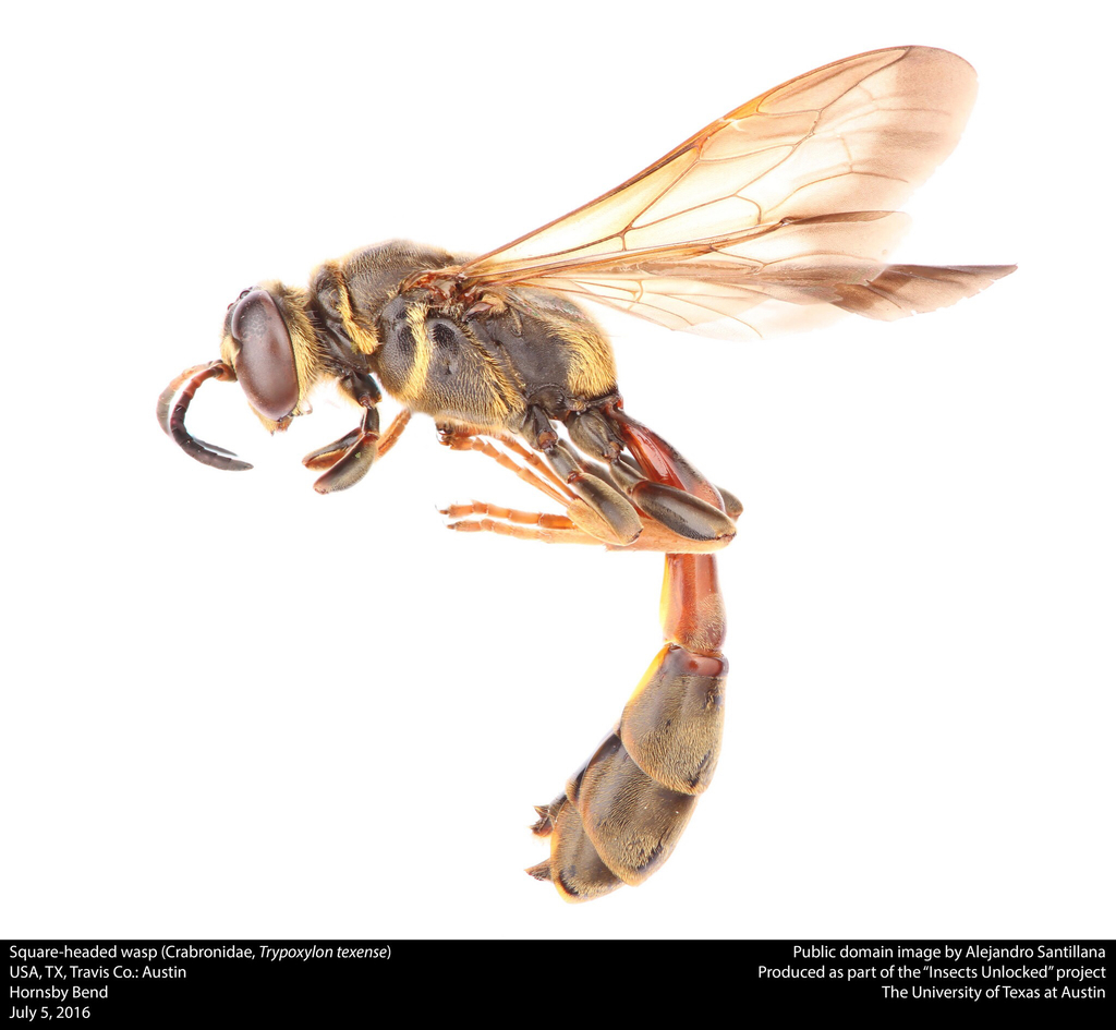 Trypoxylon texense (A guide to the Ants, Bees, Wasps and Sawflies ...