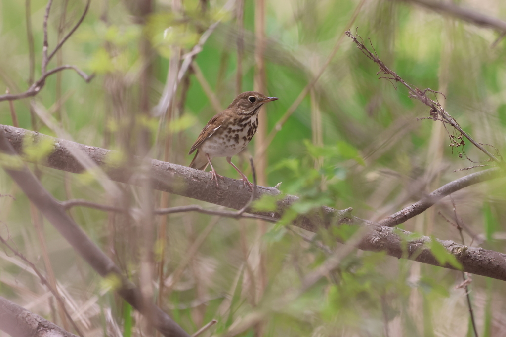 Hermit Thrush from Magee Marsh Wildlife Area, State Rte 2, Oak Harbor ...