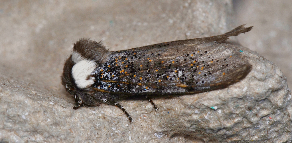 Boisduval's Autumn Moth from Sandford TAS 7020, Australia on April 4 ...