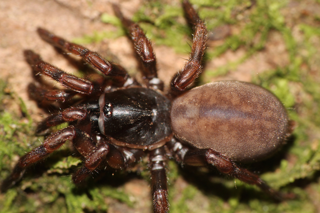 Open-holed Trapdoor Spiders from Katikati, New Zealand on August 25 ...