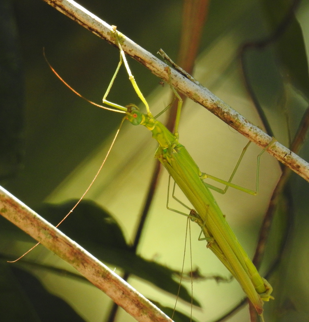 Calvisia hippolyte from Bantimurung waterfall area, Maros Regency ...