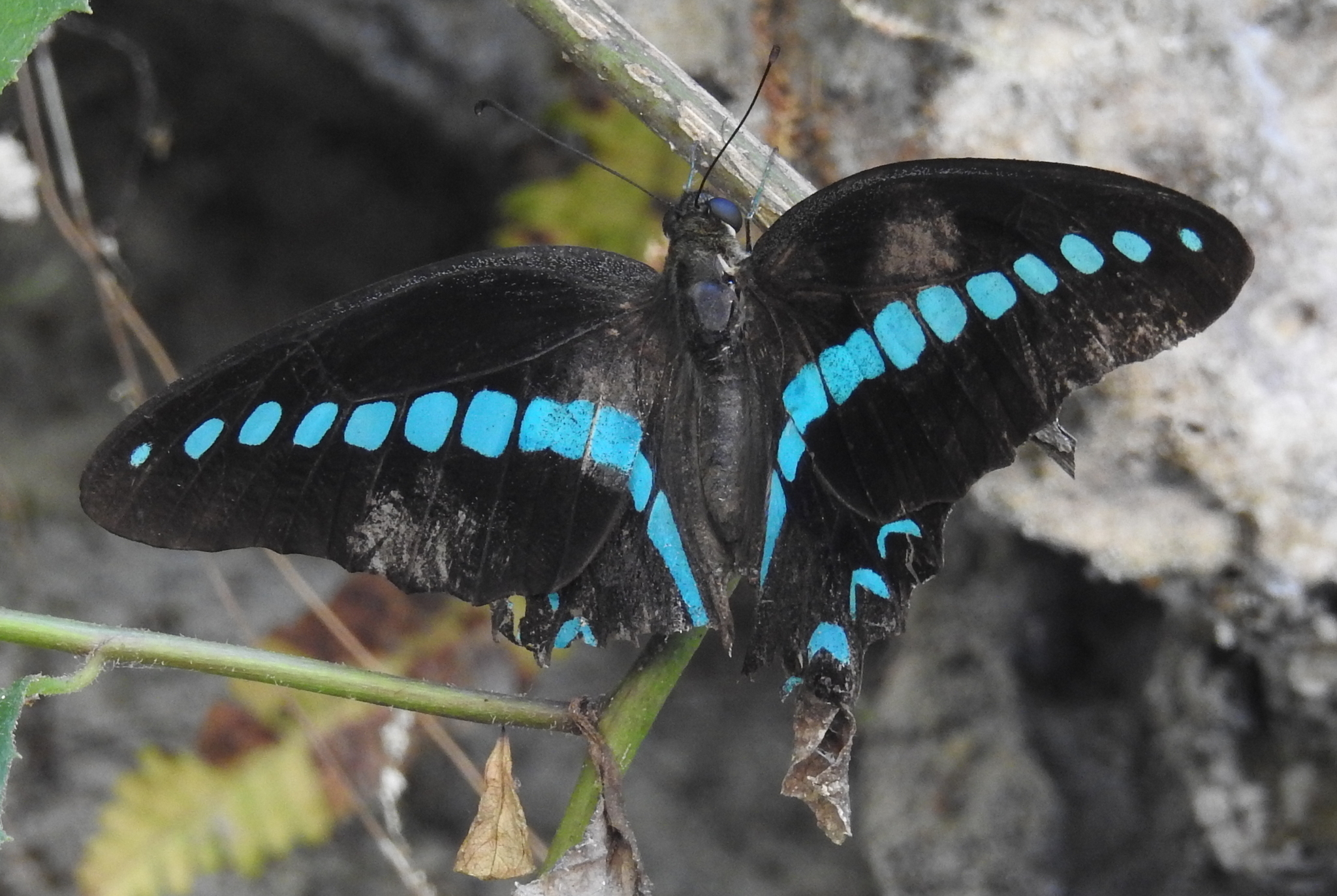 Graphium milon (Felder & Felder, 1864)