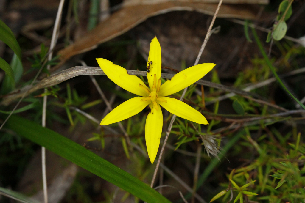 yellow star from Mount Magnificent SA 5210, Australia on August 24 ...