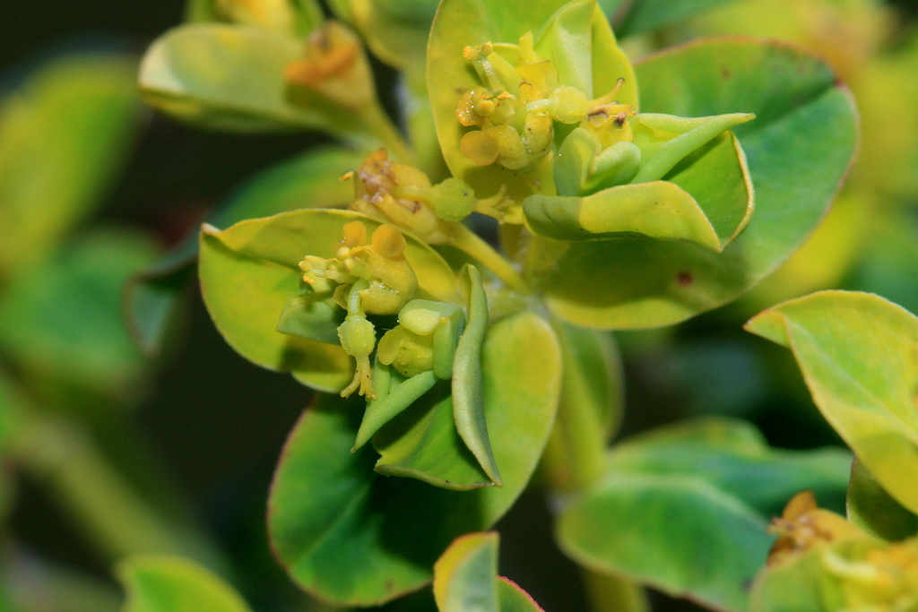 eggleaf spurge from Table Cape TAS 7325, Australia on August 25, 2019 ...