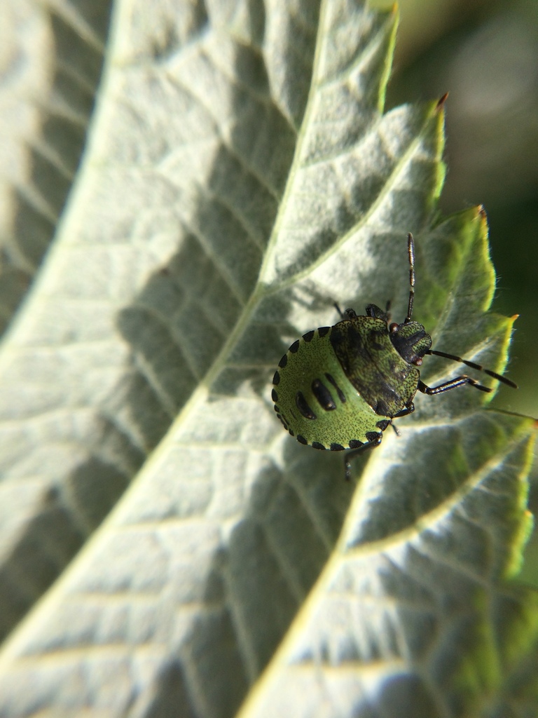 Green Shield Bug in August 2019 by Hugo · iNaturalist
