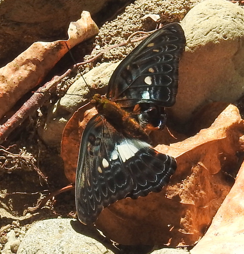 Moduza lymire from Hasanuddin University teaching forest, Maros Regency ...