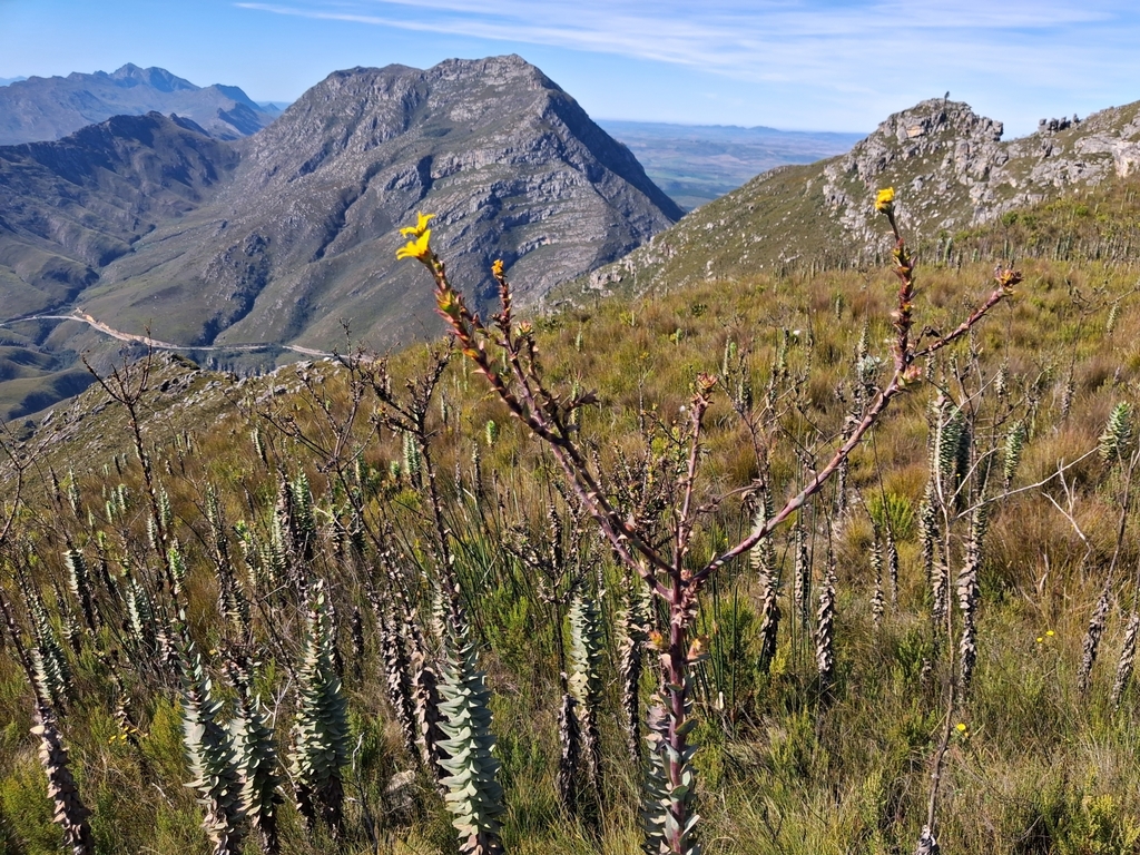 Pyramid Boneseed from Hessequa Local Municipality, South Africa on ...