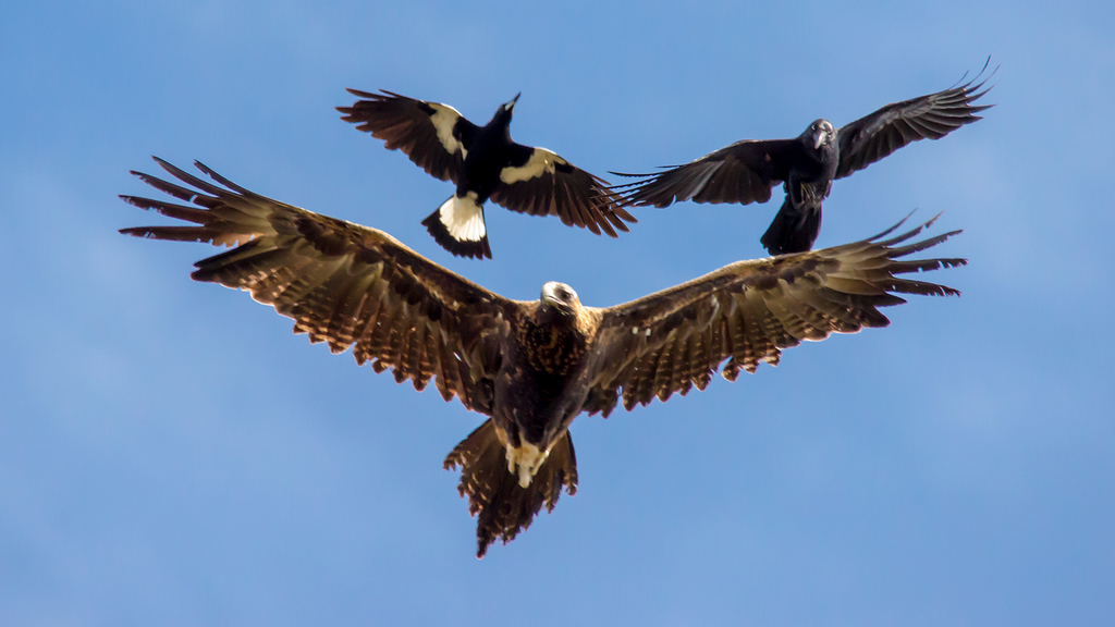 Wedge-tailed Eagle (Aquila audax) - Avian Discovery