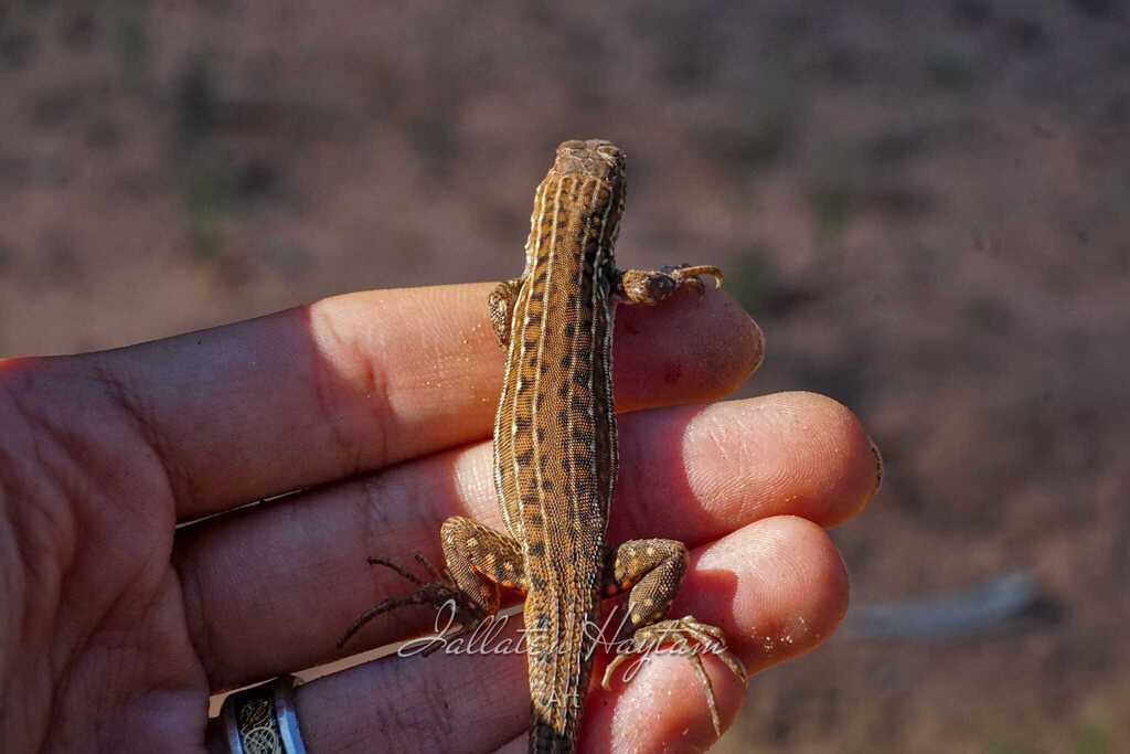 Spiny-footed Lizard from Prefecture of Rabat, Morocco on April 22, 2025 ...