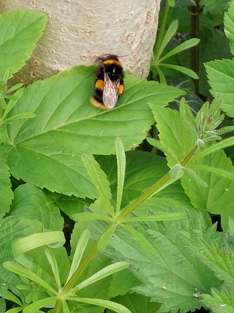 Buff-tailed Bumble Bee from Formby, Liverpool, UK on April 26, 2025 at ...