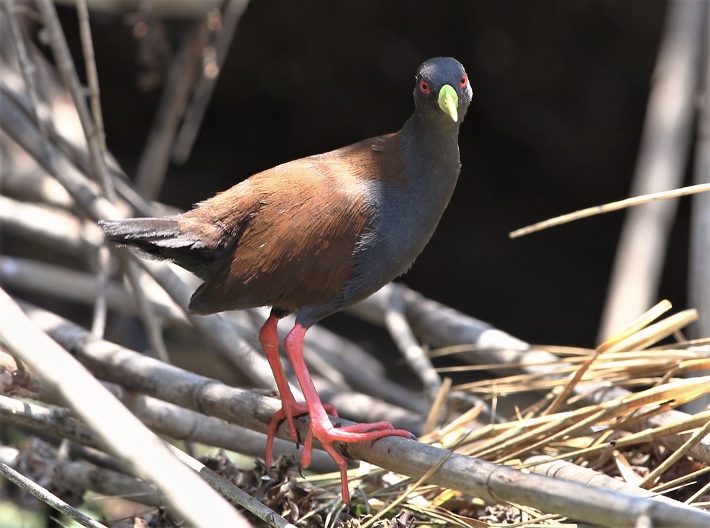 Sakalava Rail in October 2017 by Carmelo López Abad · iNaturalist
