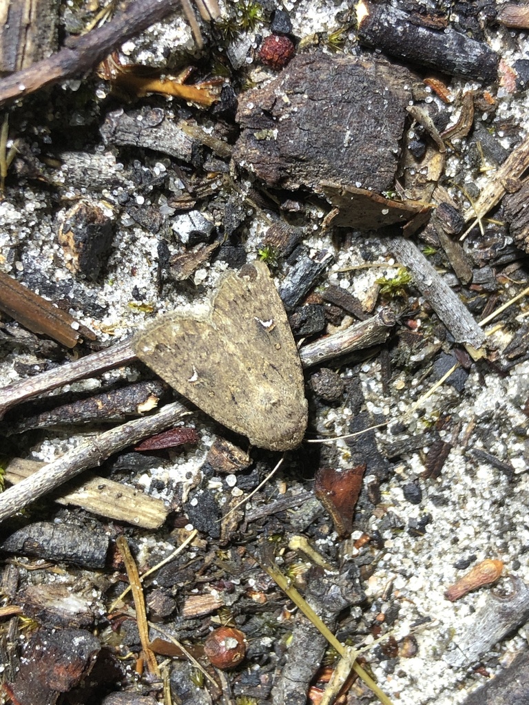 Proteuxoa from Hindmarsh Tiers Rd, Hindmarsh Valley, SA, AU on April 27 ...
