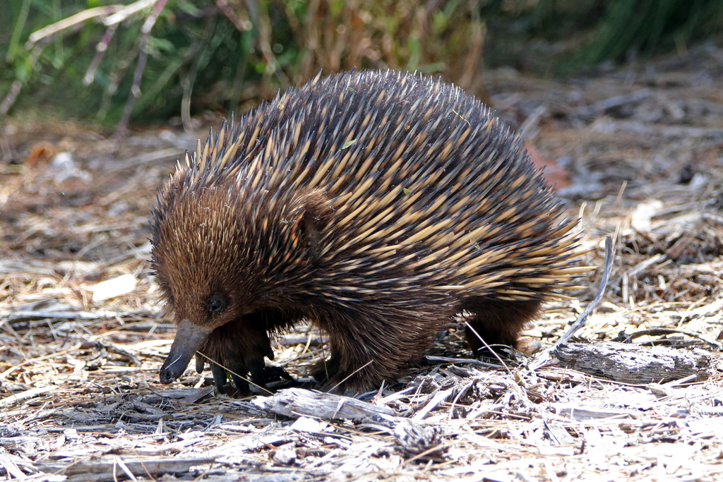 Eastern Short-beaked Echidna (Tachyglossus aculeatus aculeatus) - Know ...