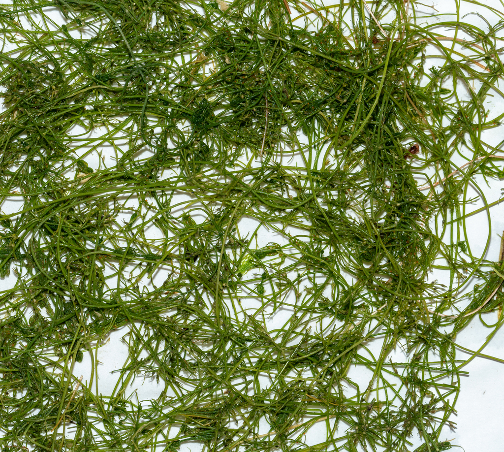 Chara (Indiana Pesticide Plants) · iNaturalist