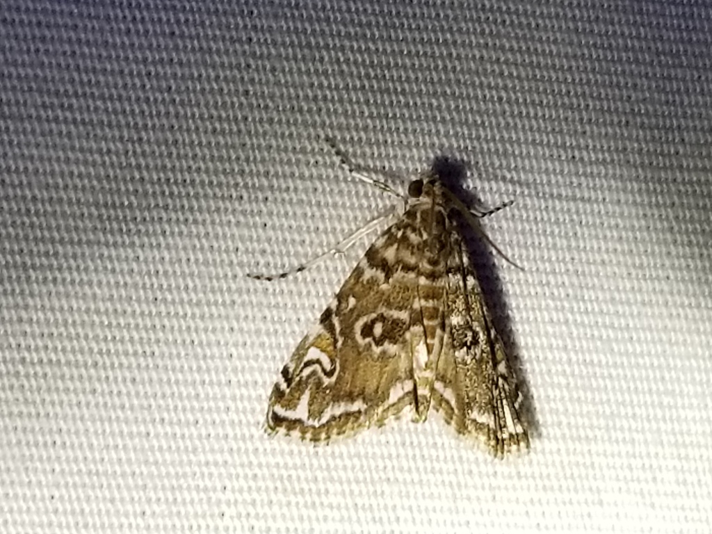 Waterlily Borer Moth from Anne Arundel County, MD, USA on August 10 ...