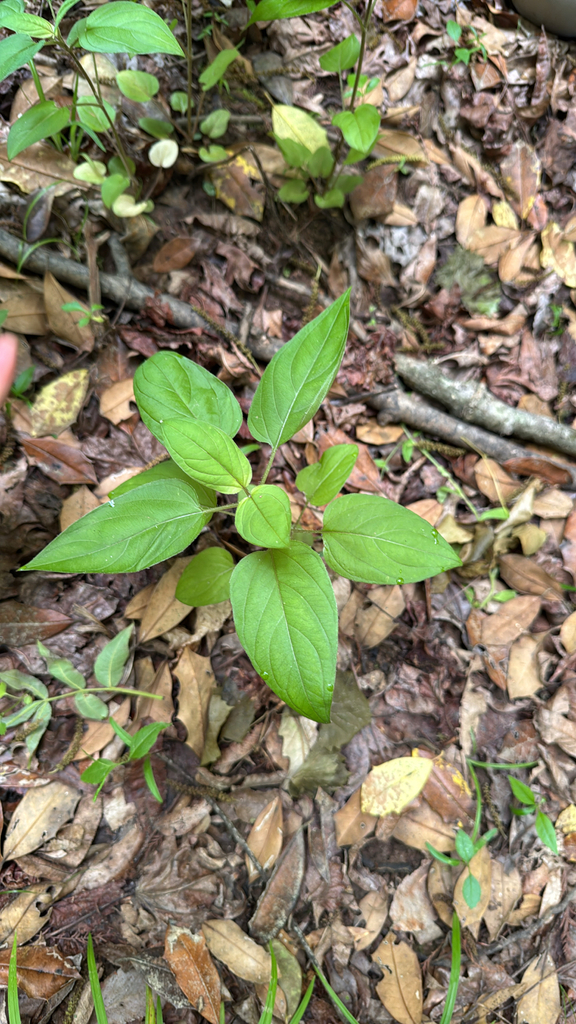 fringed loosestrife from Fork Swamp Trail, Eastover, SC, US on April 26 ...