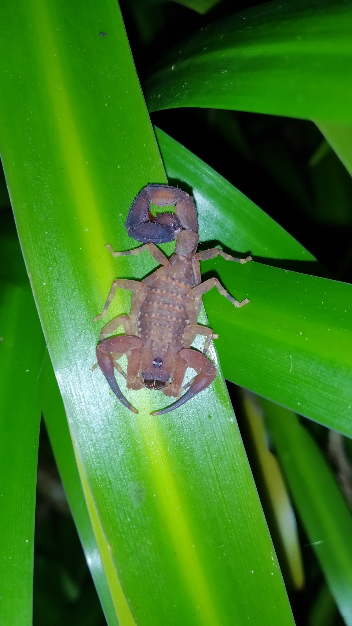 Tityus discrepans (Karsch, 1879)