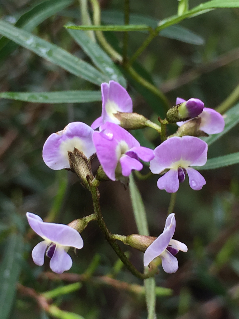 Twining Glycine (Cloud Nine Plants) · iNaturalist