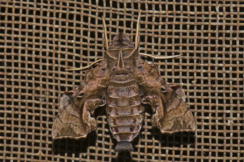 Neogurelca masuriensis · iNaturalist