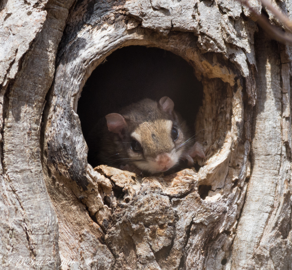 Southern Flying Squirrel from Horn Pond, Woburn, MA 01801, USA on March ...