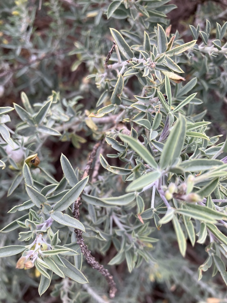 Bladderpod from Sandy Ln, Riverside, CA, US on April 26, 2025 at 09:49 ...