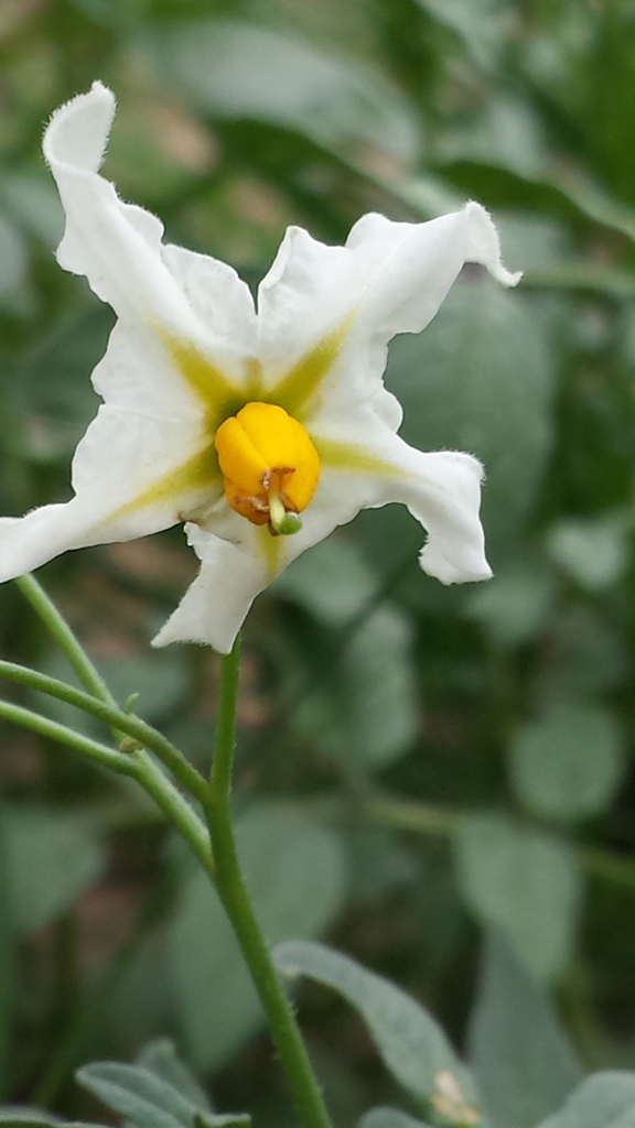 wild potato (Solanum jamesii) - Botanical Realm