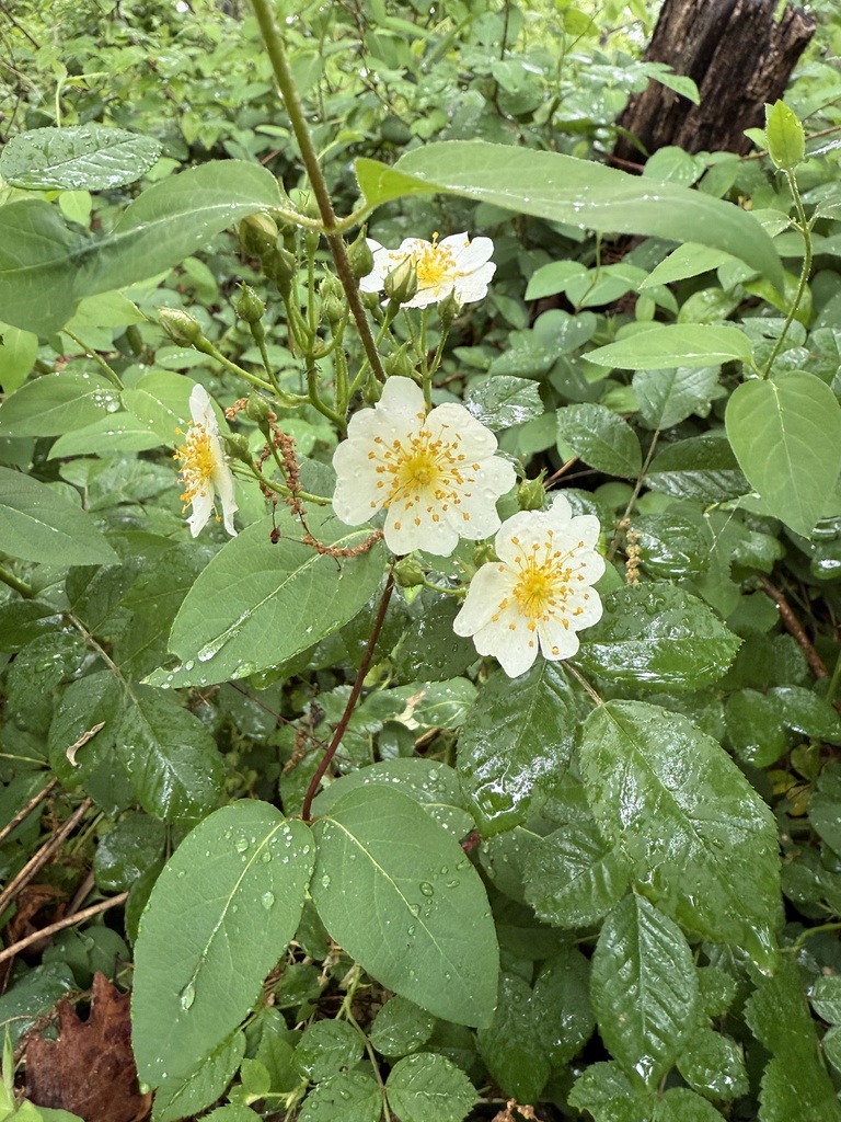 multiflora rose from Fort Bunker Hill, Washington, DC, US on April 26 ...